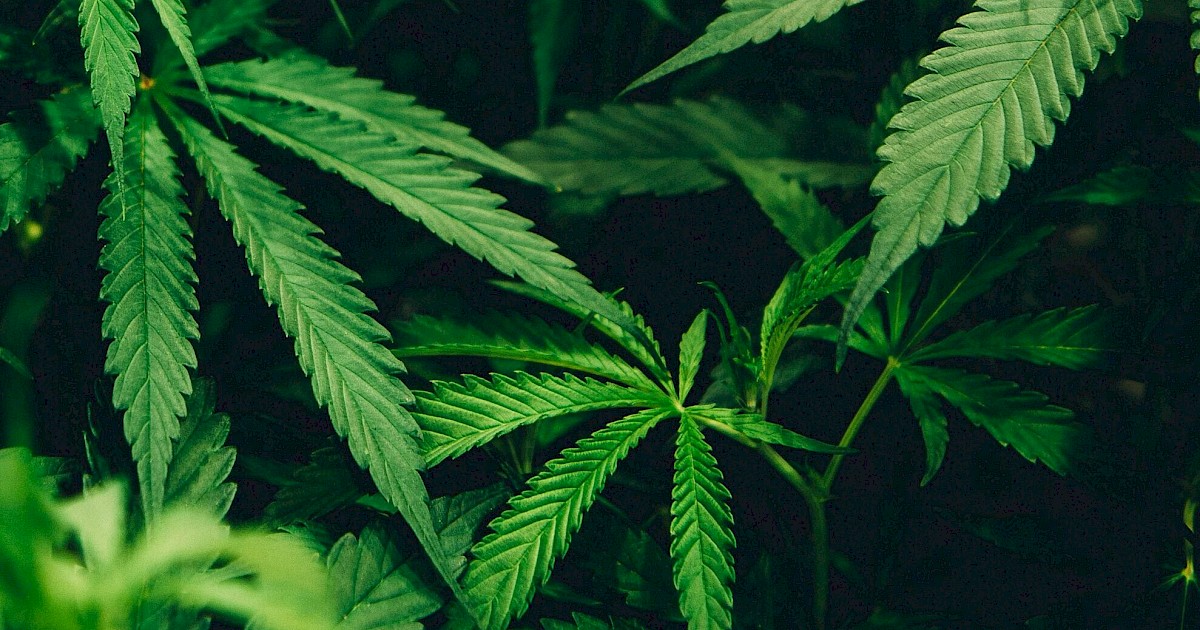 Egy tanulmány szerint a kannabisz-fogyasztók többször kerülnek kórházba ...
