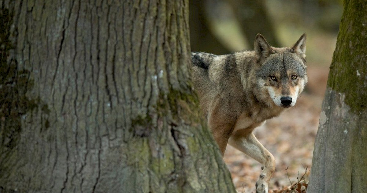 Lassan már megint annyi farkas van Európában, hogy újra lehet rájuk ...